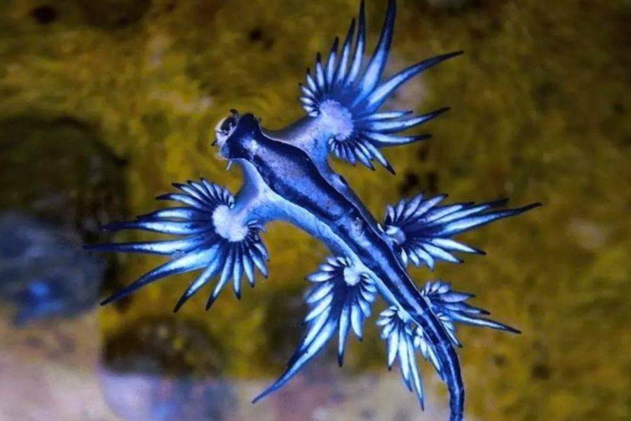 Canarian Weekly - Beach shut after blue dragons detected in Lanzarote