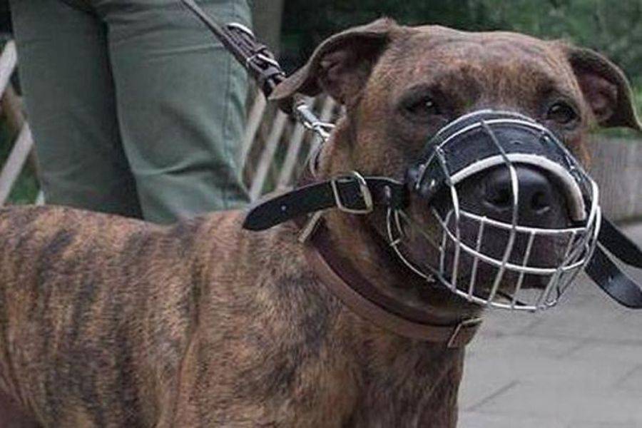 Canarian Weekly - Unmuzzled dogs seized in Gran Canaria after repeated ...